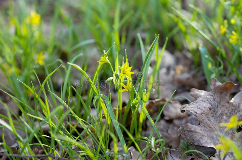 Spring Primroses in the Forest in Spring Stock Photo - Image of forest ...