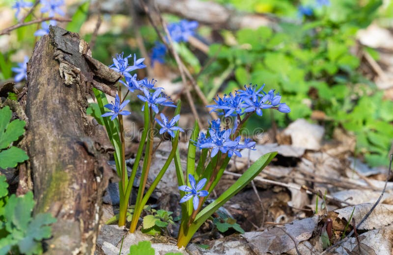 Spring Primroses in the Forest in Spring Stock Photo - Image of floral ...