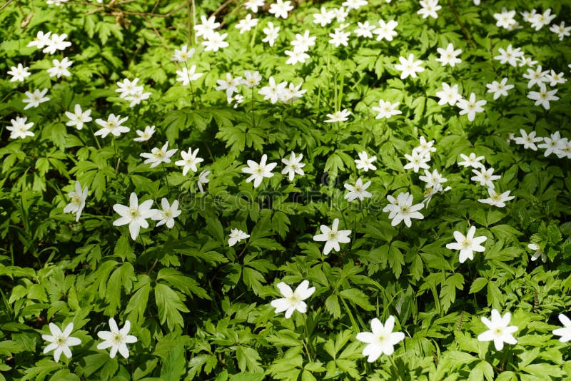 White Flowers Under the Forest Floor. Signs of Spring Stock Image ...