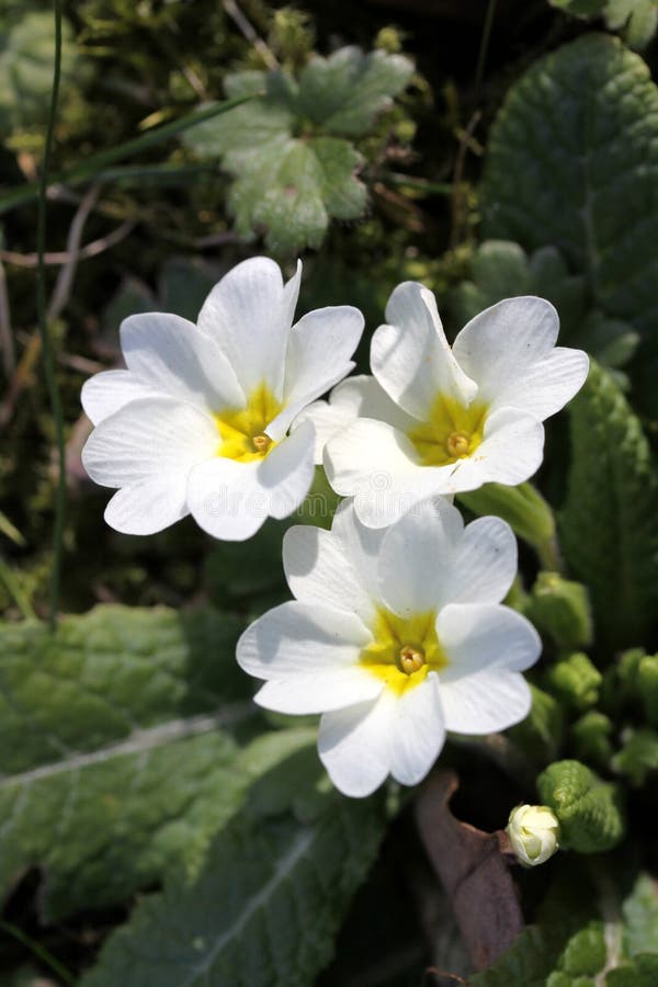 Primrose Flower and Bud (primula Vulgaris) Stock Photo - Image of ...