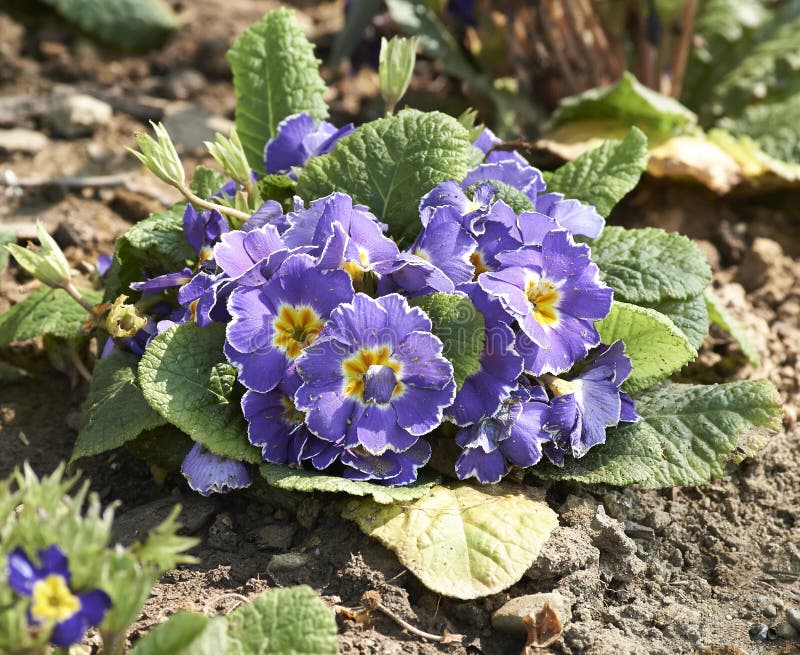 Spring Primula Flower Arrangements Stock Image - Image of flower ...