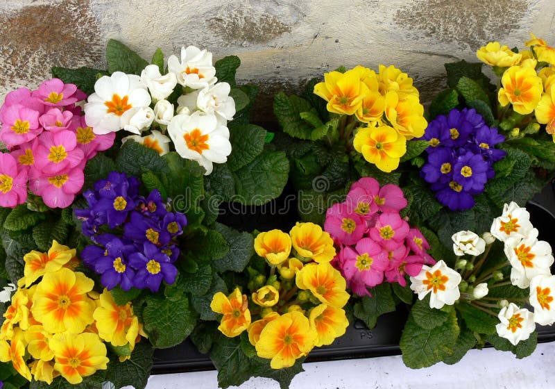 Spring Primula Flower Arrangements Stock Image - Image of flower ...