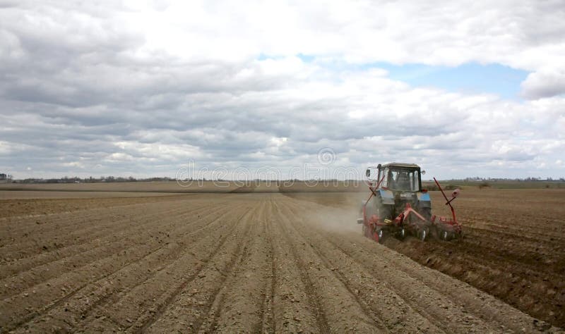 Spring Processing Potato Crops Stock Image - Image of food, field: 66026183