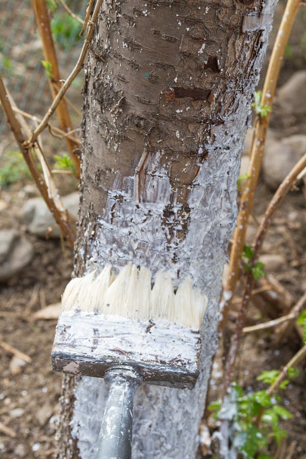 Spring Whitewashing of Trees. Protection from Sun and Pests. Ukraine ...