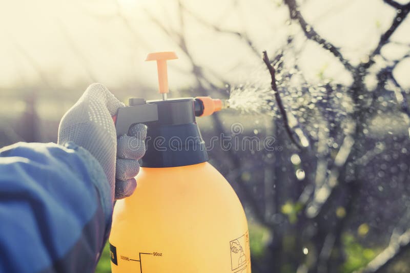 Spraying the Garden from Pests and Diseases with a Pulverizer Stock ...