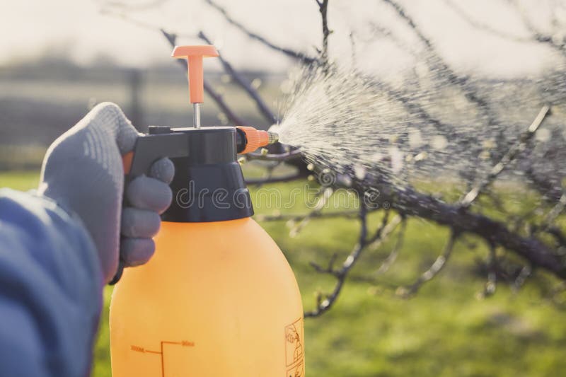 Spraying the Garden from Pests and Diseases with a Pulverizer Stock ...