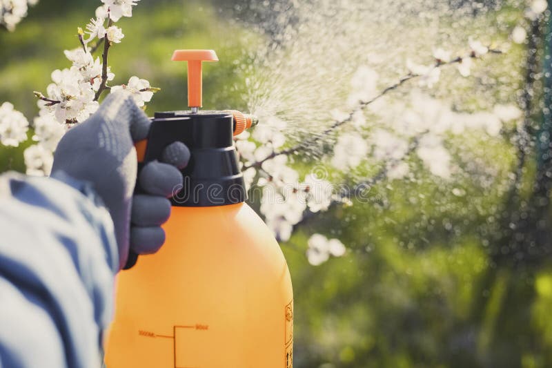 Spraying the Garden from Pests and Diseases with a Pulverizer Stock ...