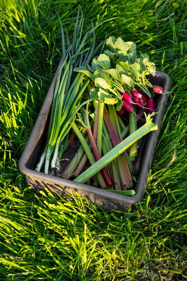 Spring Produce in Black Box on Green Garden Grass Stock Image - Image ...