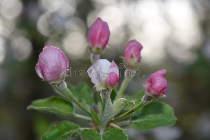 Spring proof in the garden stock image. Image of proof - 180380905