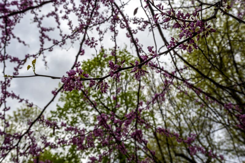 Spring in Prospct Park stock photo. Image of public - 369390582