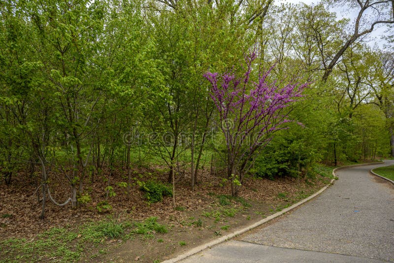 Spring in Prospct Park stock photo. Image of state, outdoors - 369390590