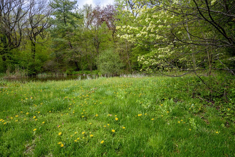 Spring in Prospct Park stock photo. Image of public - 369390628