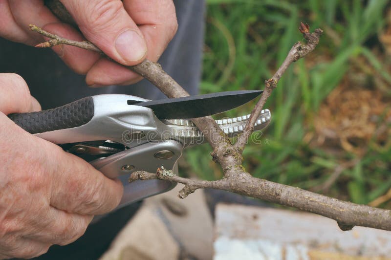 Spring pruning of branches stock photo. Image of sharp - 21267752