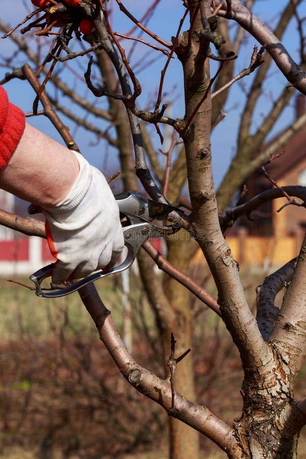 Pruning fruit tree stock photo. Image of white, gardener - 148403440
