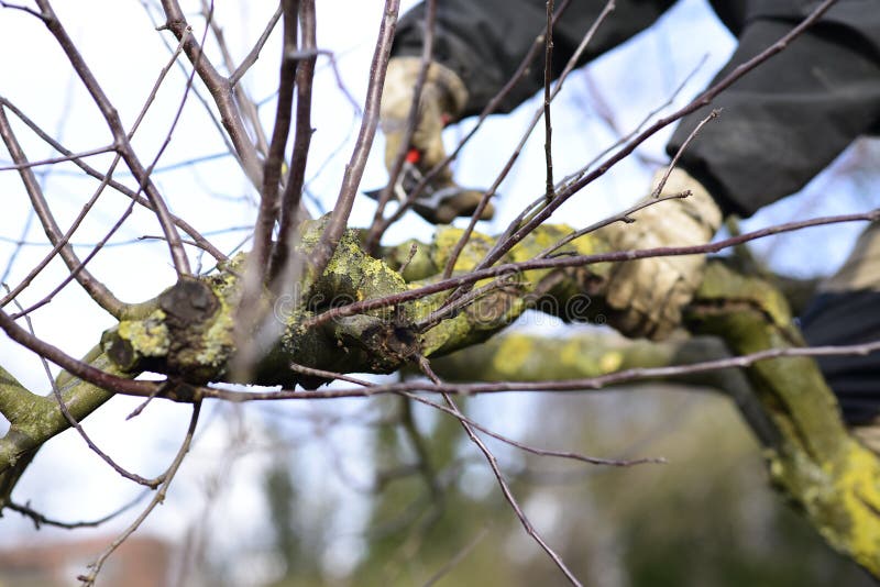 Spring Pruning of Fruit Trees. Stock Image - Image of branches, fruit ...