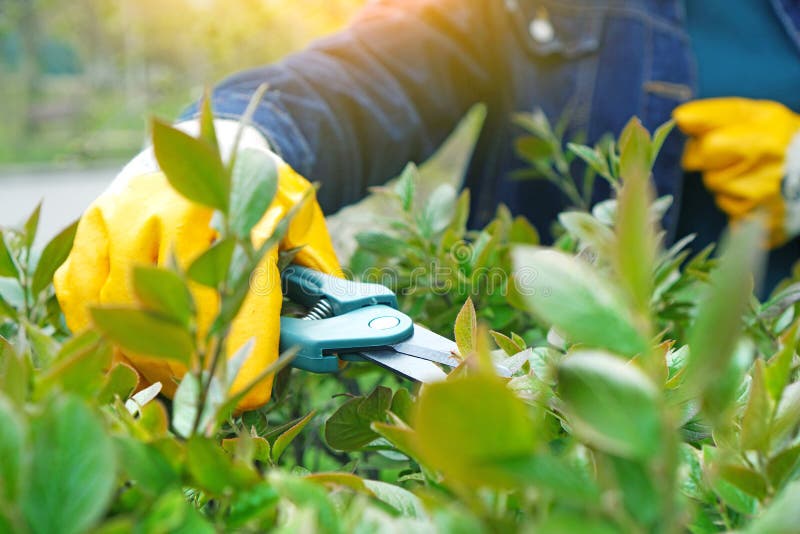 Spring Pruning with Garden Pruner in Gardener Hand Stock Photo - Image ...