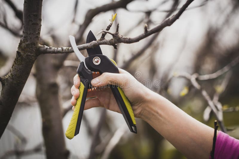 Spring Pruning of the Garden with Secateurs, Care for Trees and Bushes ...
