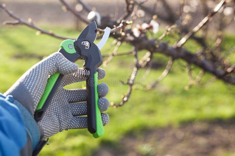 Spring Pruning of the Garden with Secateurs, Care for Trees and Bushes ...