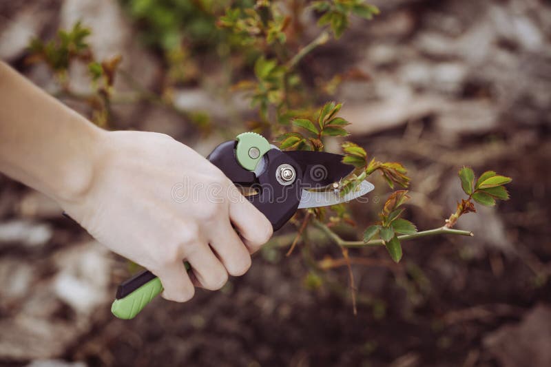 Spring Pruning of the Garden with Secateurs, Care for Trees and Bushes ...
