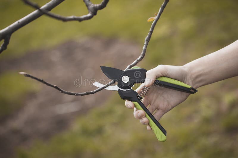 Spring Pruning of the Garden with Secateurs, Care for Trees and Bushes ...
