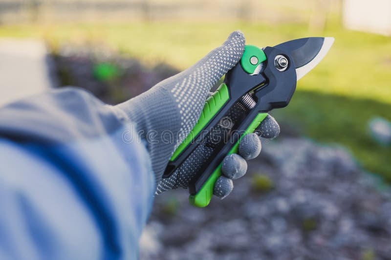 Spring Pruning of the Garden with Secateurs, Care for Trees and Bushes ...