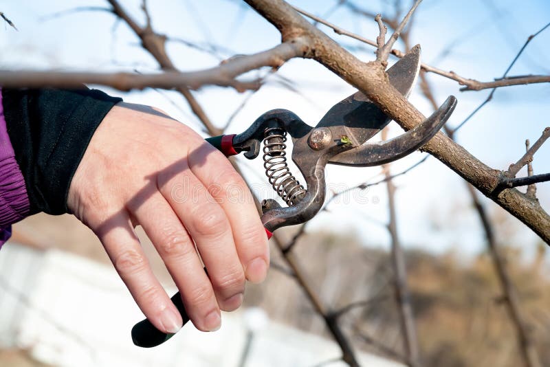 Spring Pruning of Garden Trees. Gardener Cuts the Branches with a ...