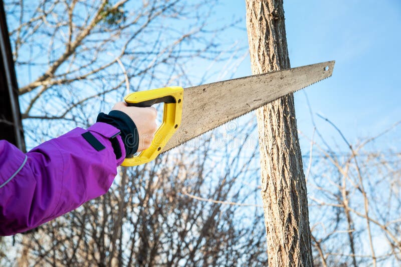 Gardener Saws Branch of Old Cherry Tree in Spring Stock Image - Image ...