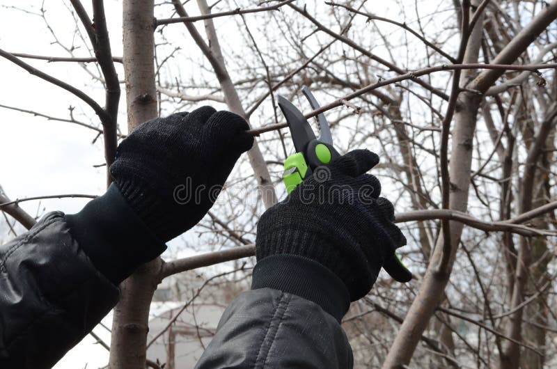 Spring Pruning and Processing of Trees. a Man Works in the Garden ...