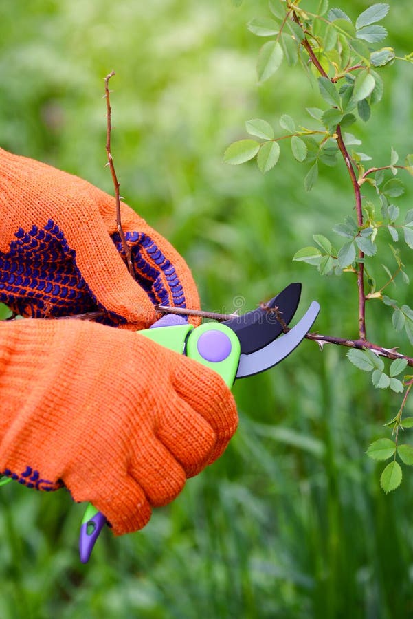 Spring Pruning Roses in the Garden, Gardener`s Hands with Secateur ...