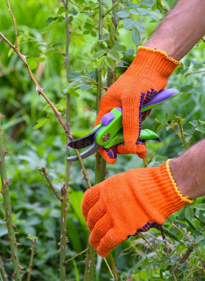 Spring Pruning Roses in the Garden, Gardener`s Hands with Secateur ...