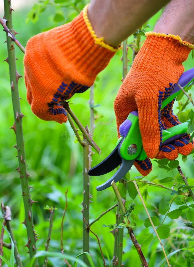 Spring Pruning Roses in the Garden, Gardener`s Hands with Secateur ...