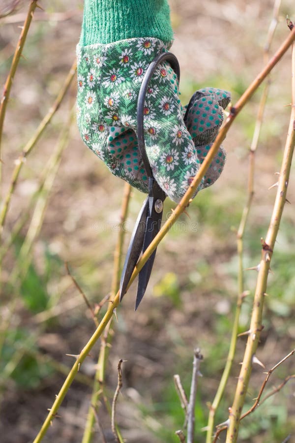 Spring Pruning Roses in the Garden Stock Image - Image of pruner, glove ...