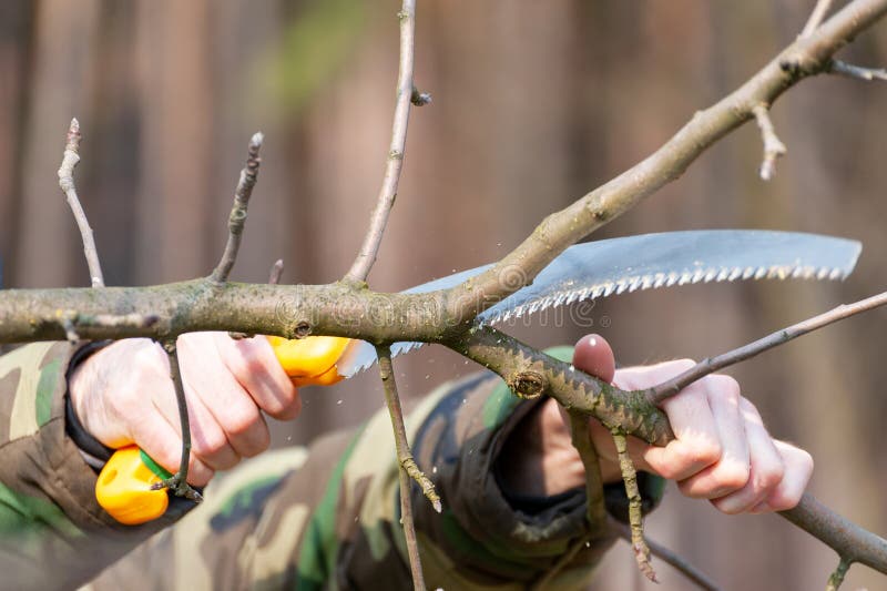 Spring Pruning of Trees. Orchard Care Stock Image - Image of scissors ...
