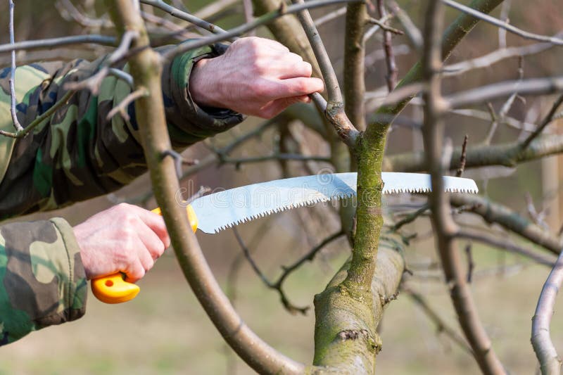 Spring Pruning of Trees. Orchard Care Stock Photo - Image of nature ...
