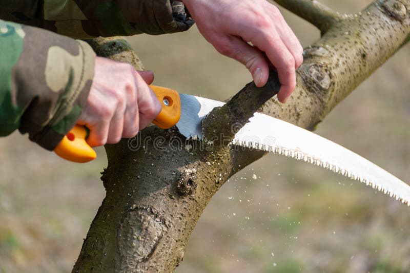 Spring Pruning of Trees. Orchard Care Stock Image - Image of outdoors ...