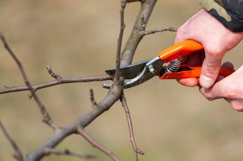 Spring Pruning of Trees. Orchard Care Stock Photo - Image of growth ...