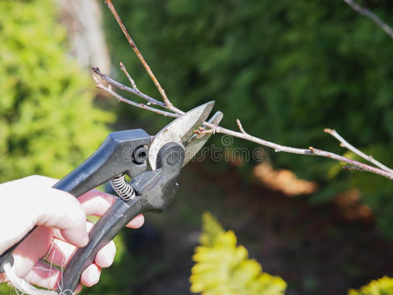 Spring pruning of treesn stock image. Image of farm - 145716967