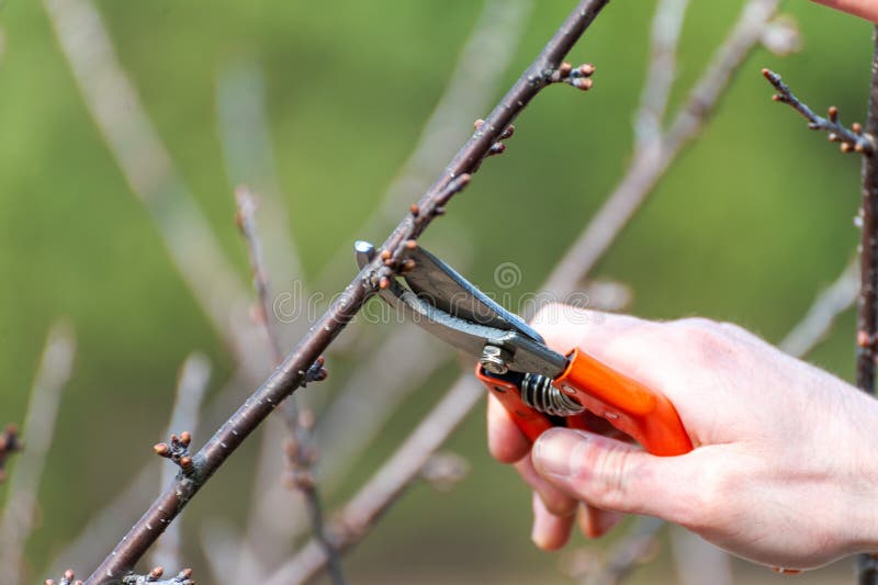Spring Pruning of Trees. Orchard Care Stock Image - Image of clippers ...