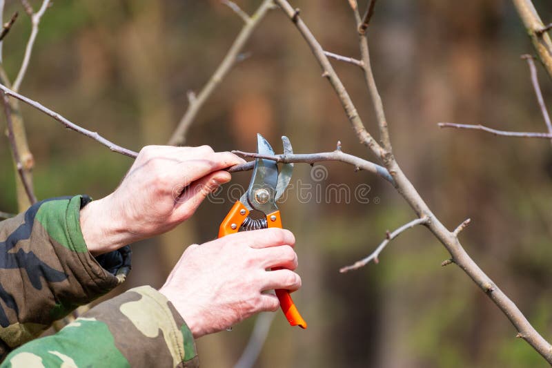 Spring Pruning of Trees. Orchard Care Stock Photo - Image of outside ...