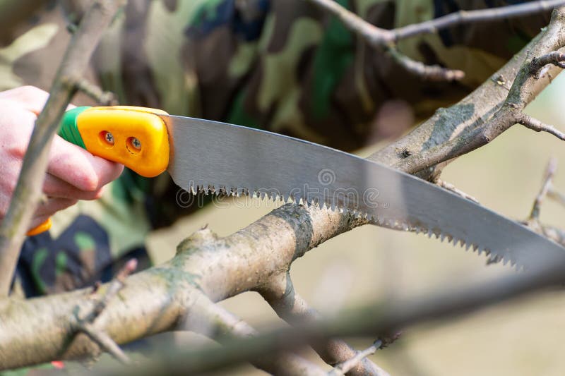 Spring Pruning of Trees. Orchard Care Stock Photo - Image of fruit ...