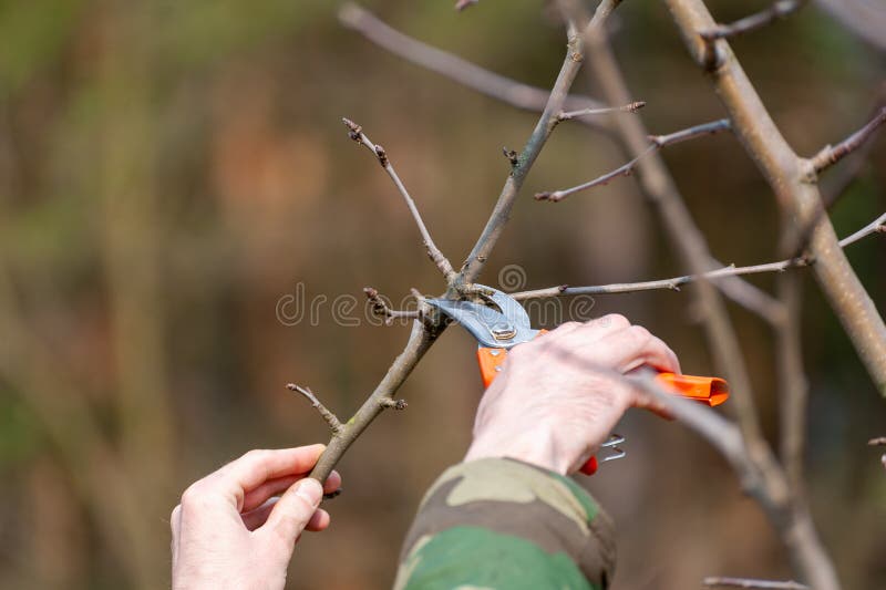 Spring Pruning of Trees. Orchard Care Stock Photo - Image of blade ...
