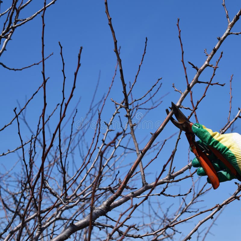 Spring Pruning of Trees and Shrubs. Stock Image - Image of tree, shears ...