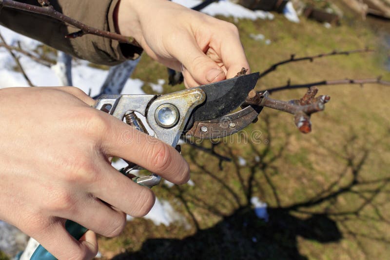 Spring Pruning of Trees To Form a Crown and Increase Yield. the ...