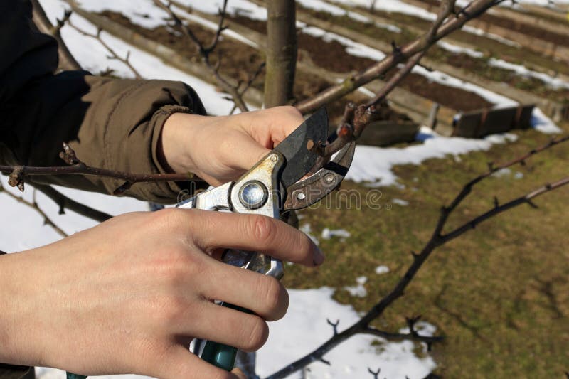 Spring Pruning of Trees To Form a Crown and Increase Yield. the ...