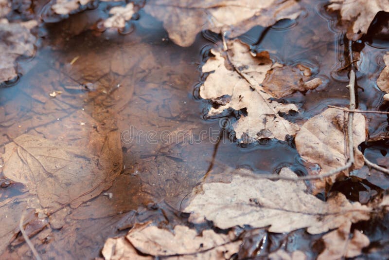 Spring puddle stock image. Image of puddle, spring, park - 215896985