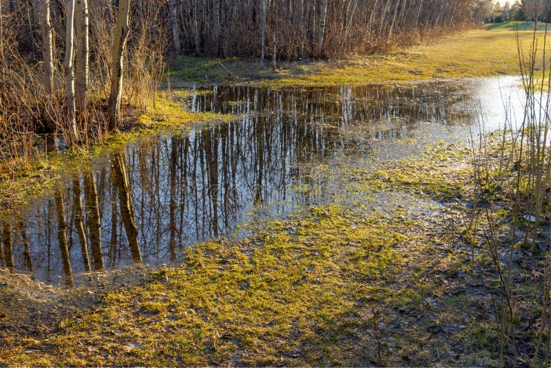 Spring puddle stock photo. Image of water, park, landscape - 92779578