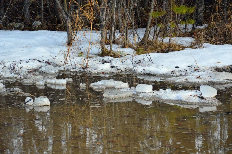 Spring Puddles. Photo Project Stock Photo - Image of trees, forest ...