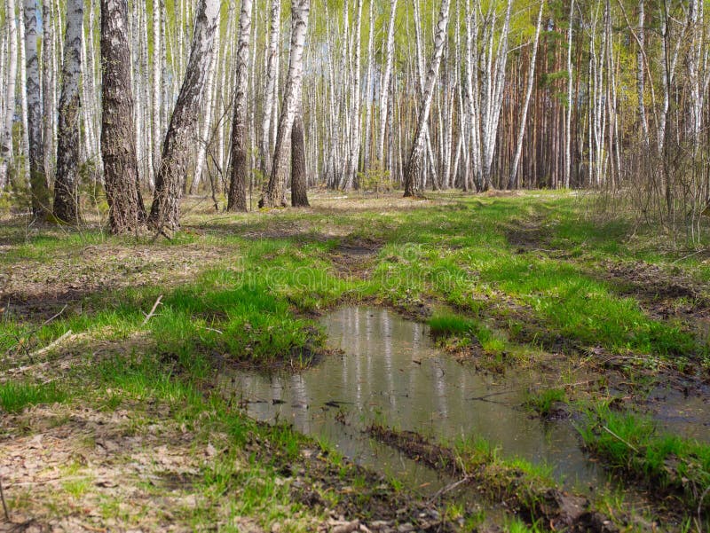 Spring Puddles on the Road in a Birch Grove Stock Photo - Image of ...