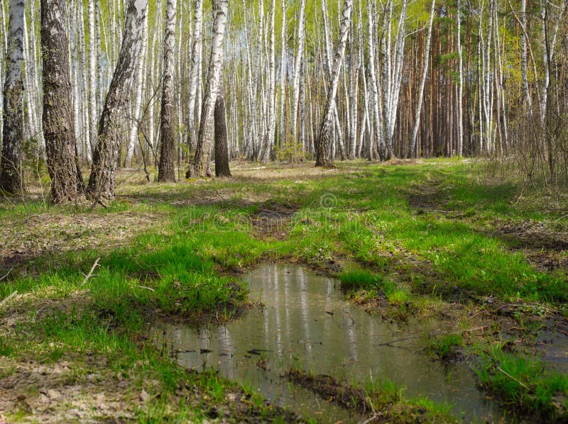Spring Puddles on the Road in a Birch Grove Stock Photo - Image of rain ...