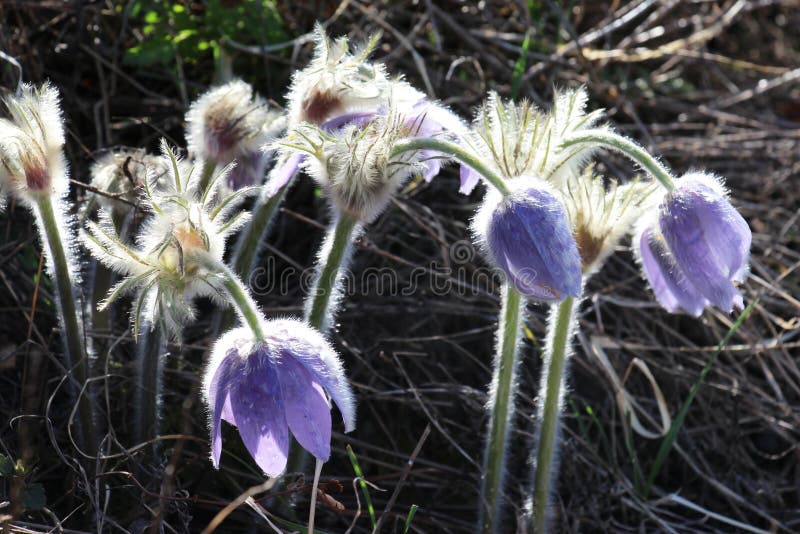 In Spring, Pulsatilla Patens Blooms in the Wild Stock Image - Image of ...